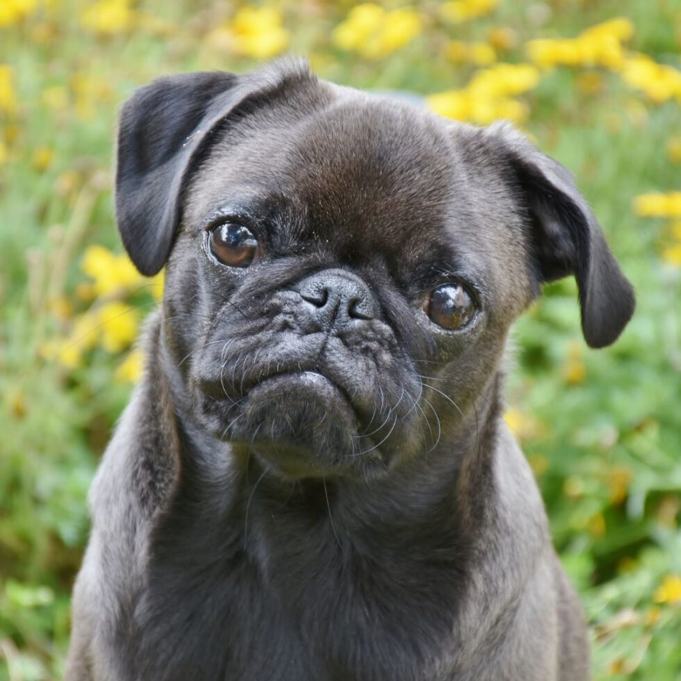 Patient Photo Gallery | Animal Hospital of University Drive